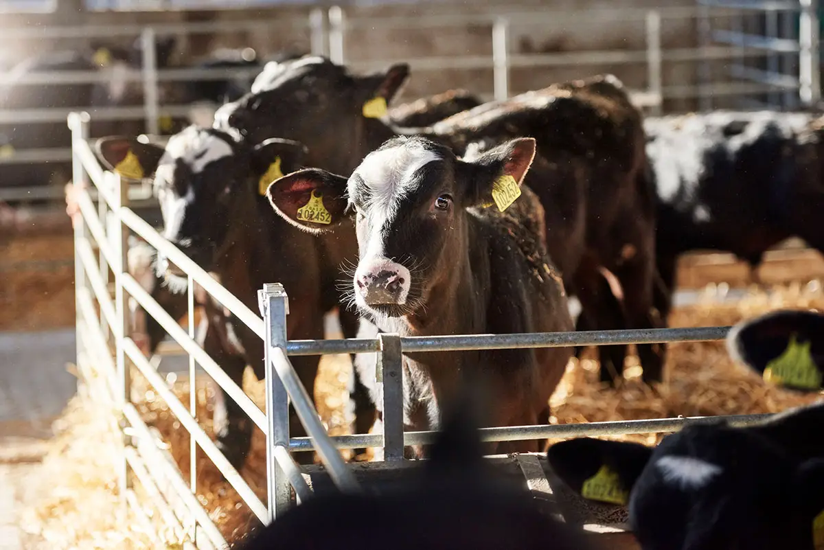 Our Business | Pickstock Telford Ltd | Quality Beef Products