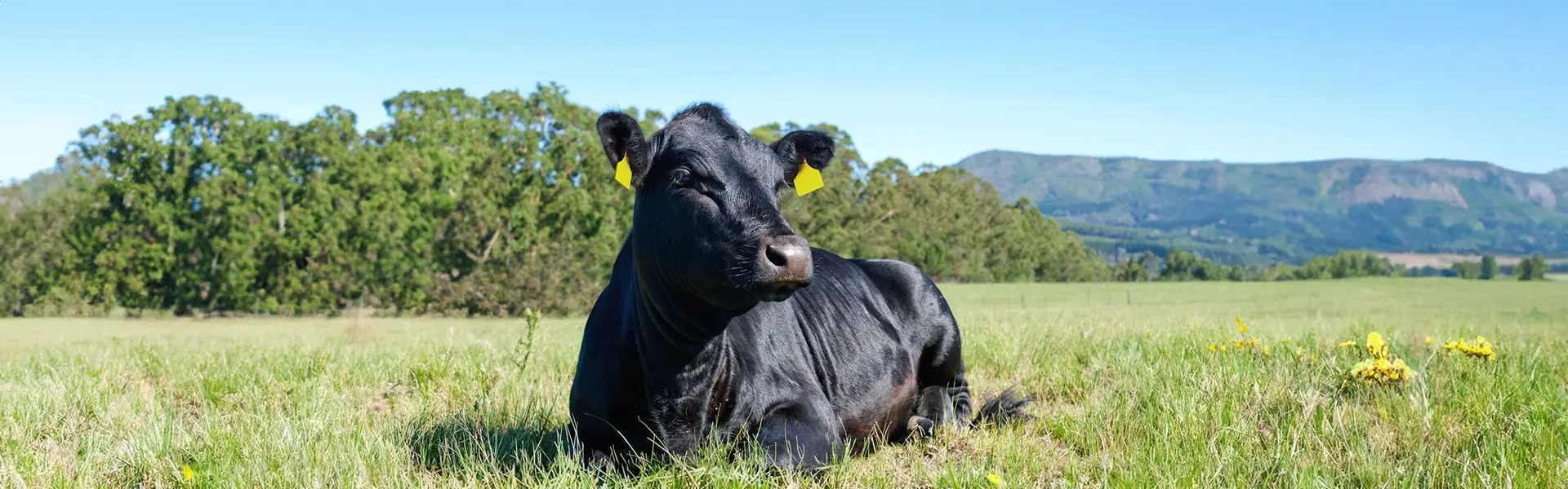 Our Farmers | Pickstock Telford Ltd | Quality Beef Products