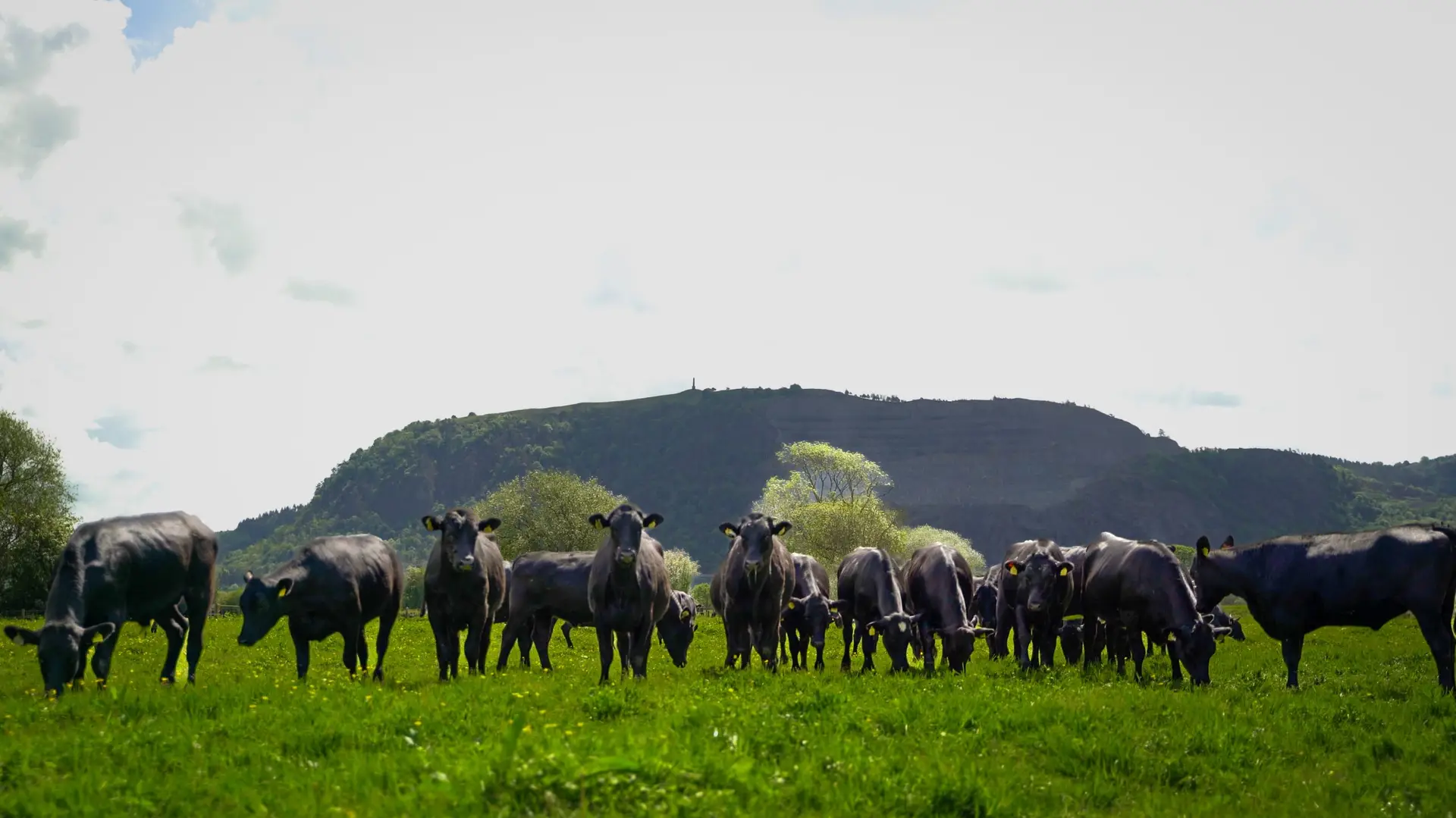 Pickstock Telford Ltd | Supplier of Quality British Beef