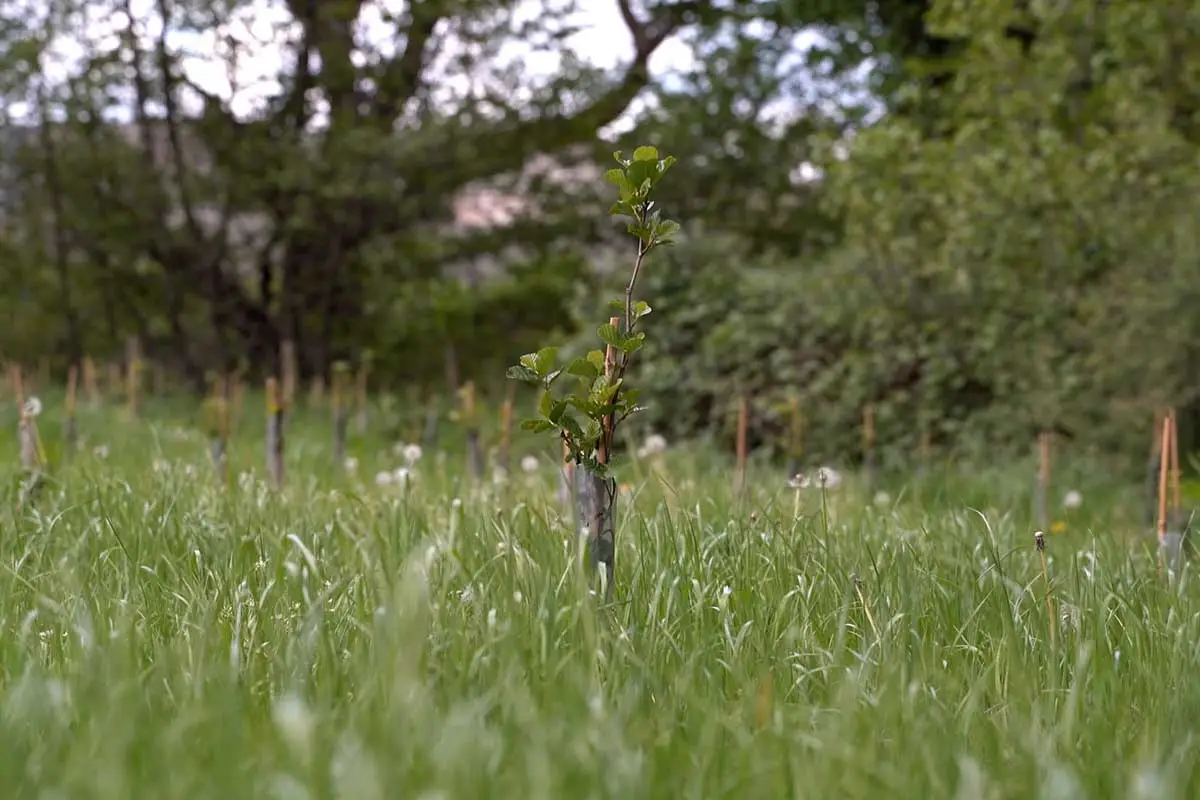 Sustainability | Pickstock Telford Ltd | Quality Beef Products