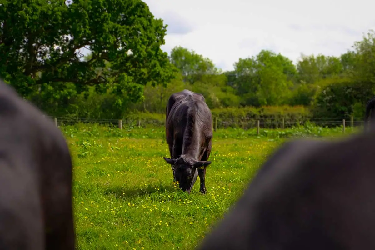 Our Farmers | Pickstock Telford Ltd | Quality Beef Products